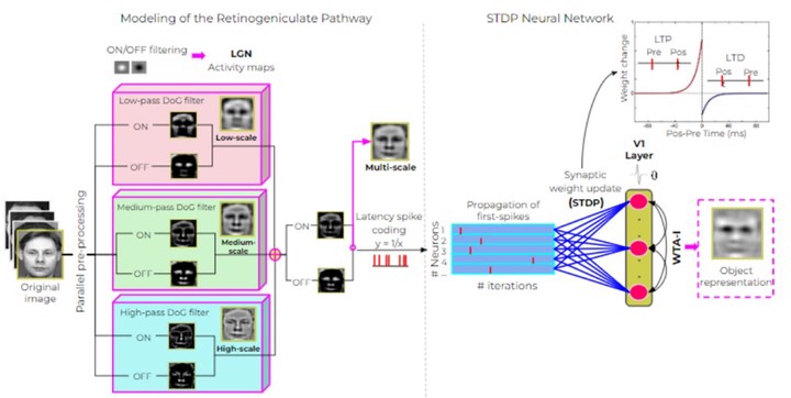 Efficient multi-scale representation of visual objects using a biologically plausible spike ...